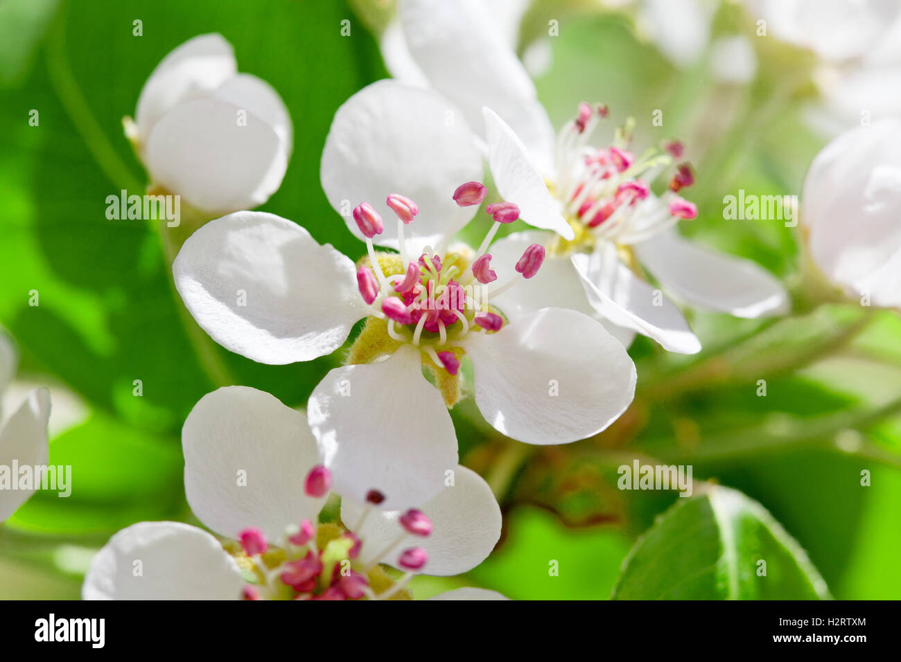 Pear Tree Flowers Stock Photo - Alamy