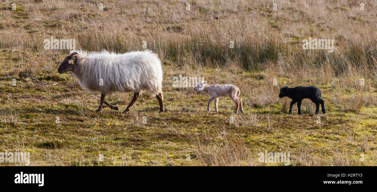 Adult sheep black white lamb hi-res stock photography and images - Alamy