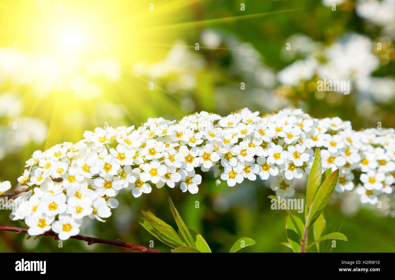 White Spiraea (Meadowsweet) flowers early spring - shrub in the Stock ...