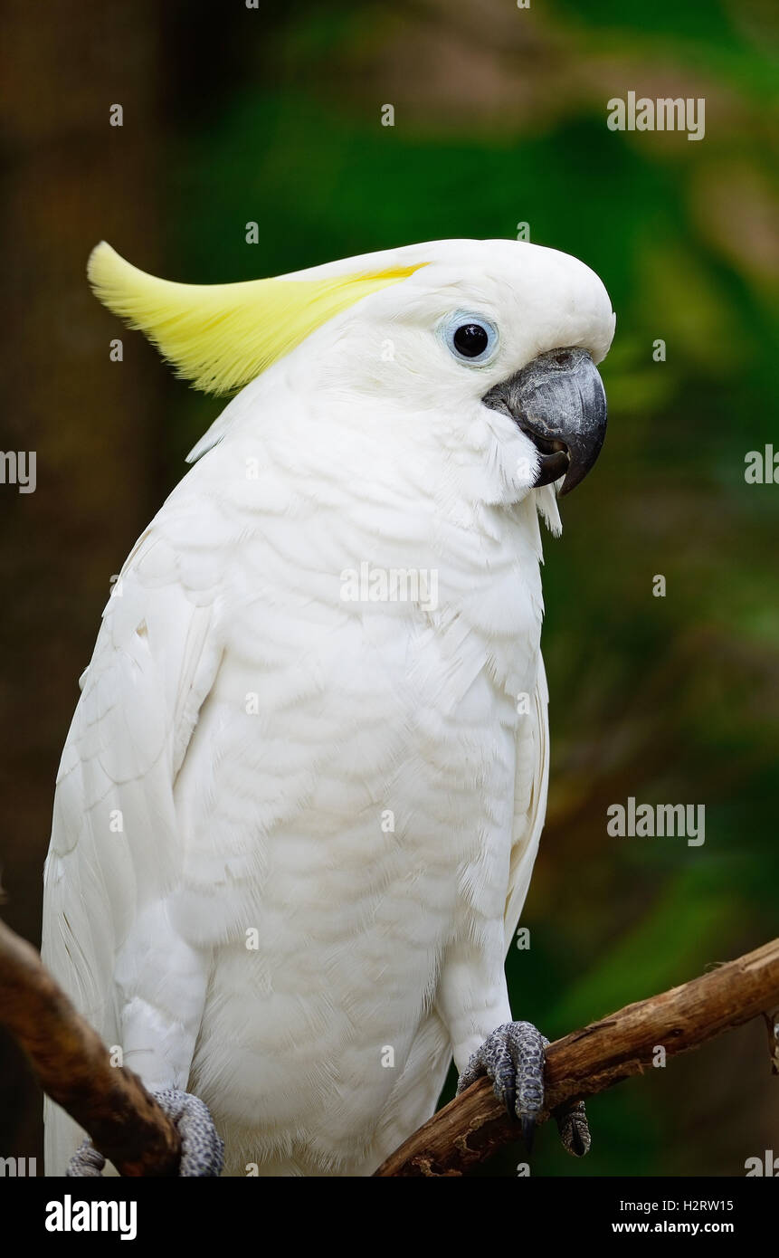 Crested Parrot High Resolution Stock Photography and Images - Alamy