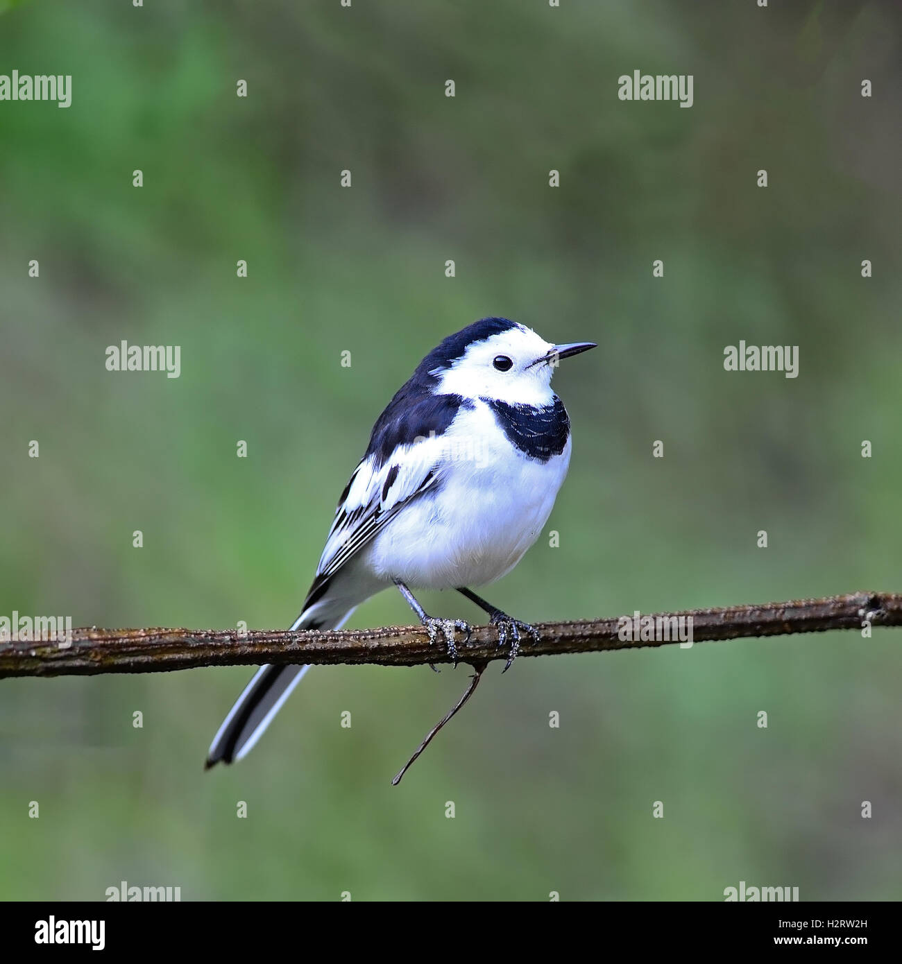 male White Wagtail Stock Photo - Alamy