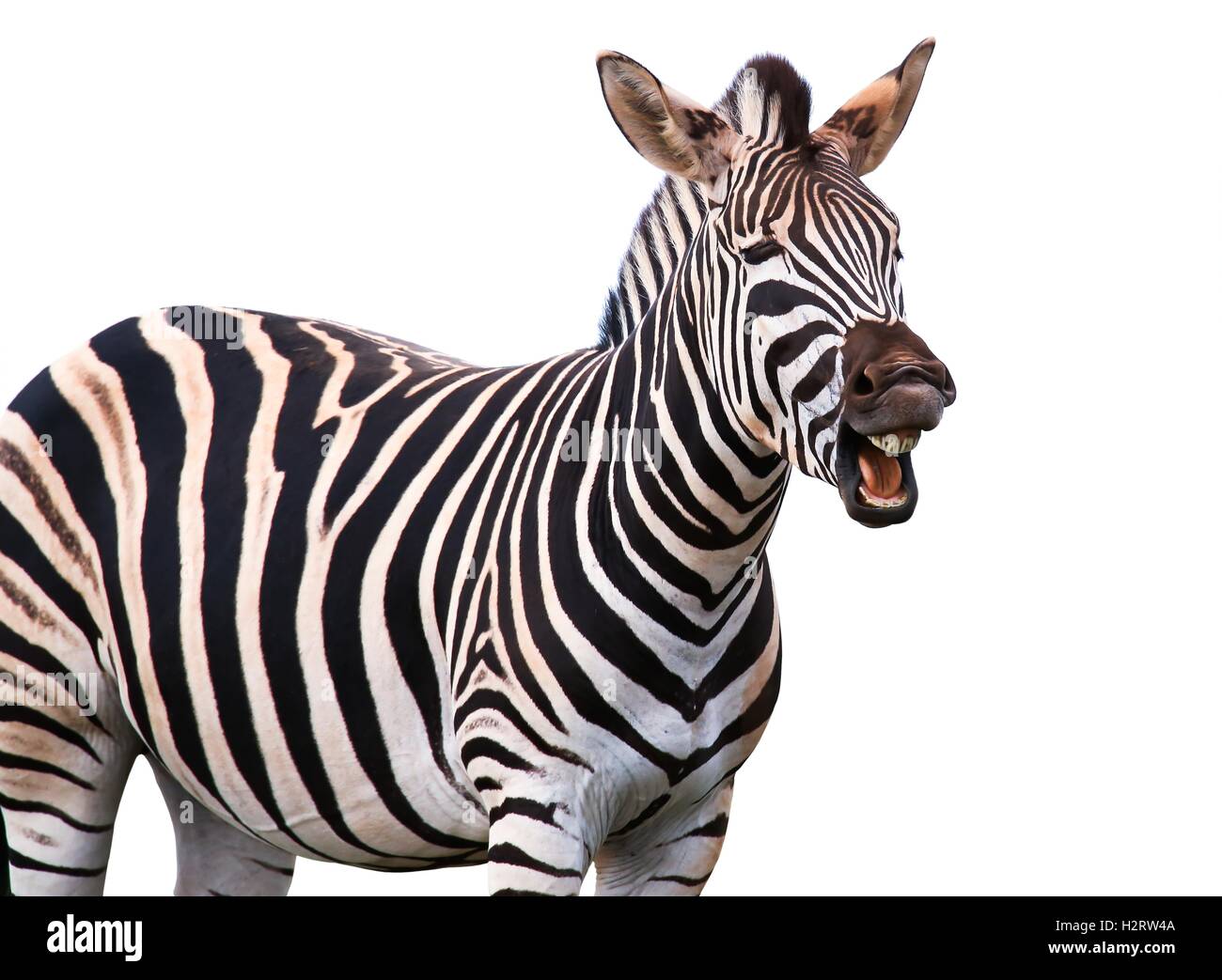 Shouting or Laughing Zebra Stock Photo - Alamy