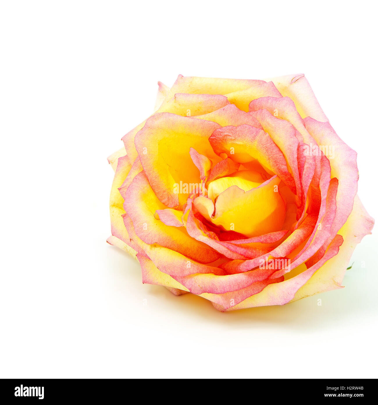 Bloom pink white rose Cut Out Stock Images & Pictures - Alamy