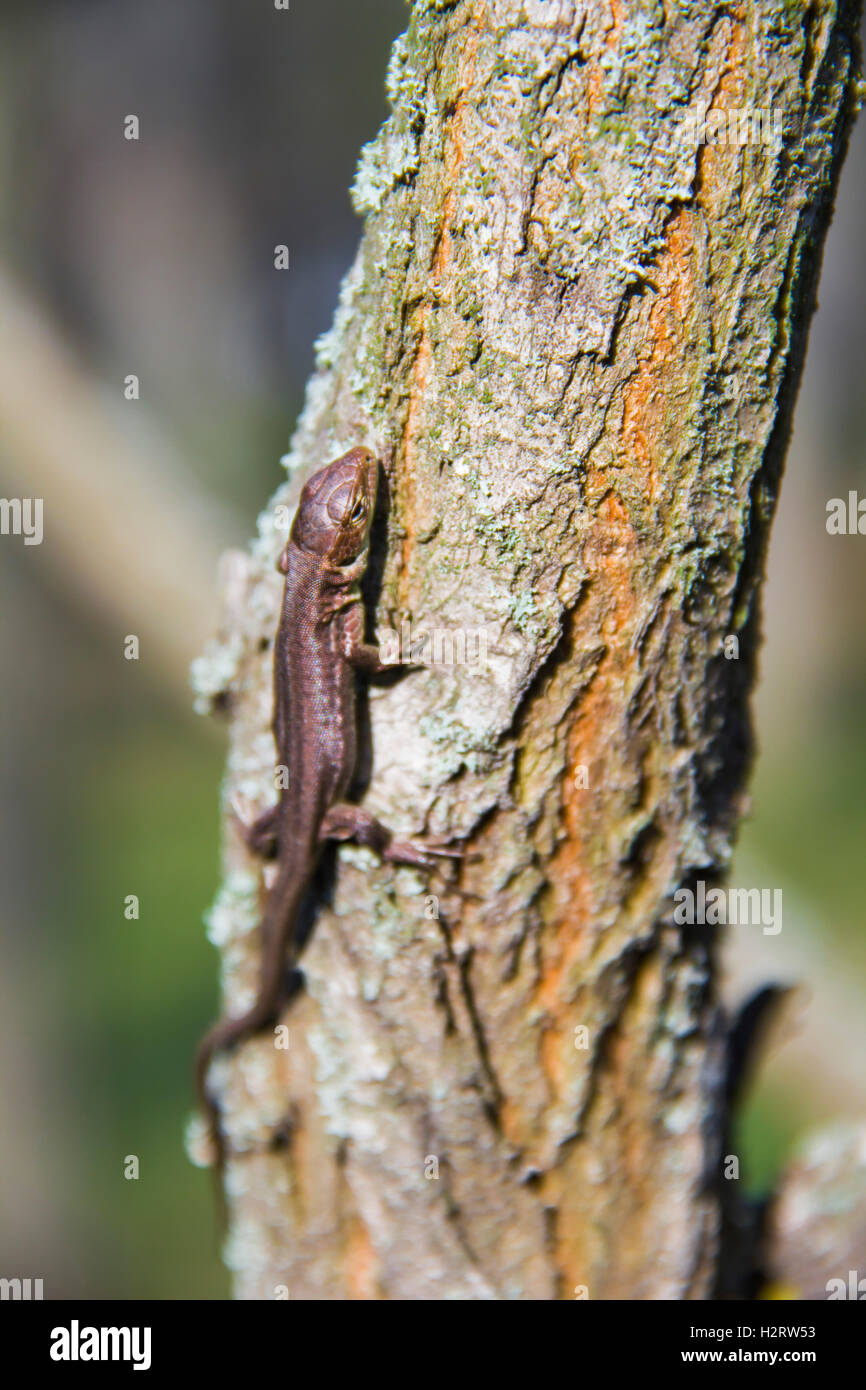 Gray lizard in nature hi-res stock photography and images - Alamy