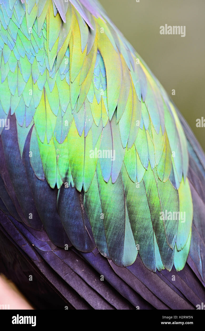 Nicobar Pigeon feathers Stock Photo - Alamy