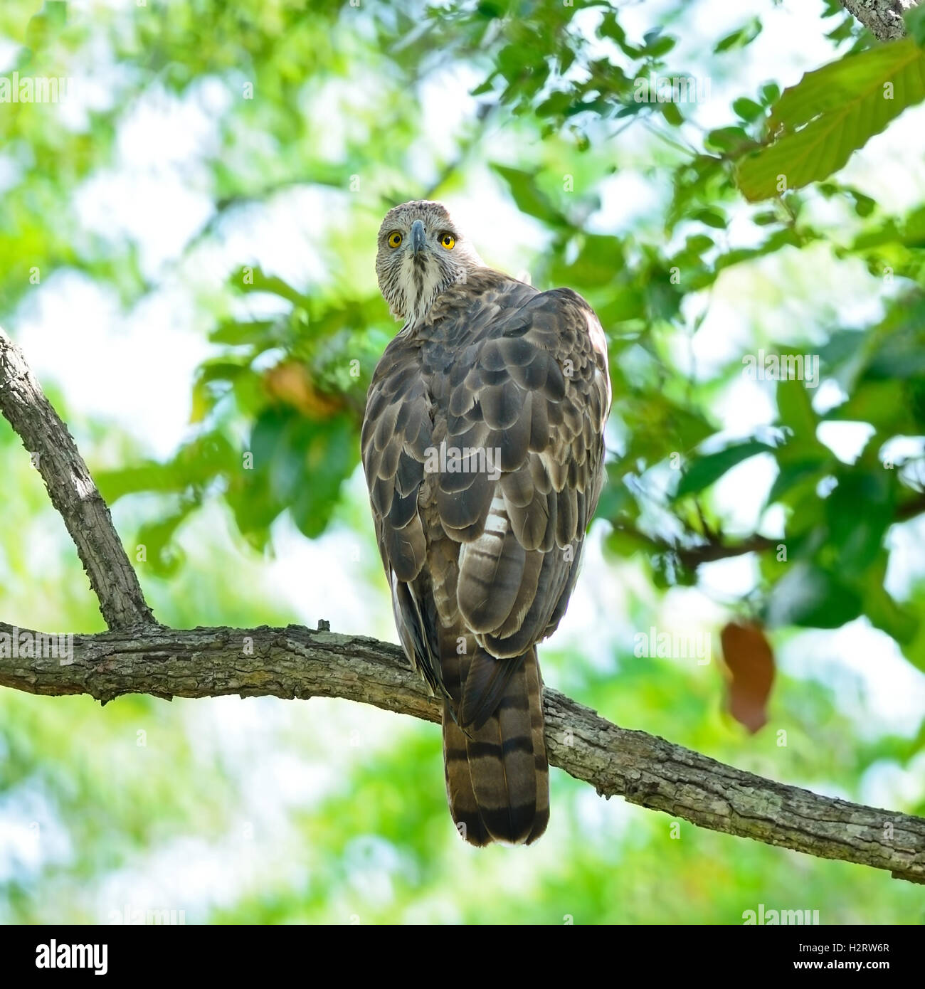 Changeable Hawk Eagle Stock Photo - Alamy