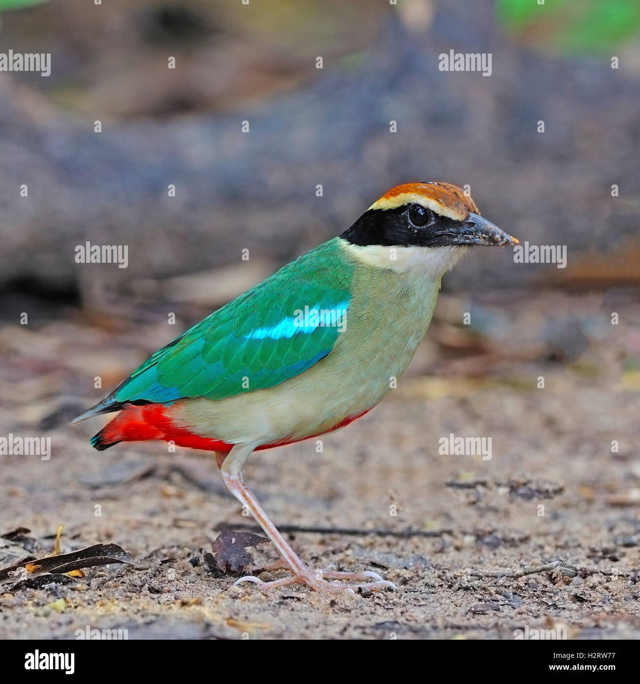 Pitta nympha hi-res stock photography and images - Alamy