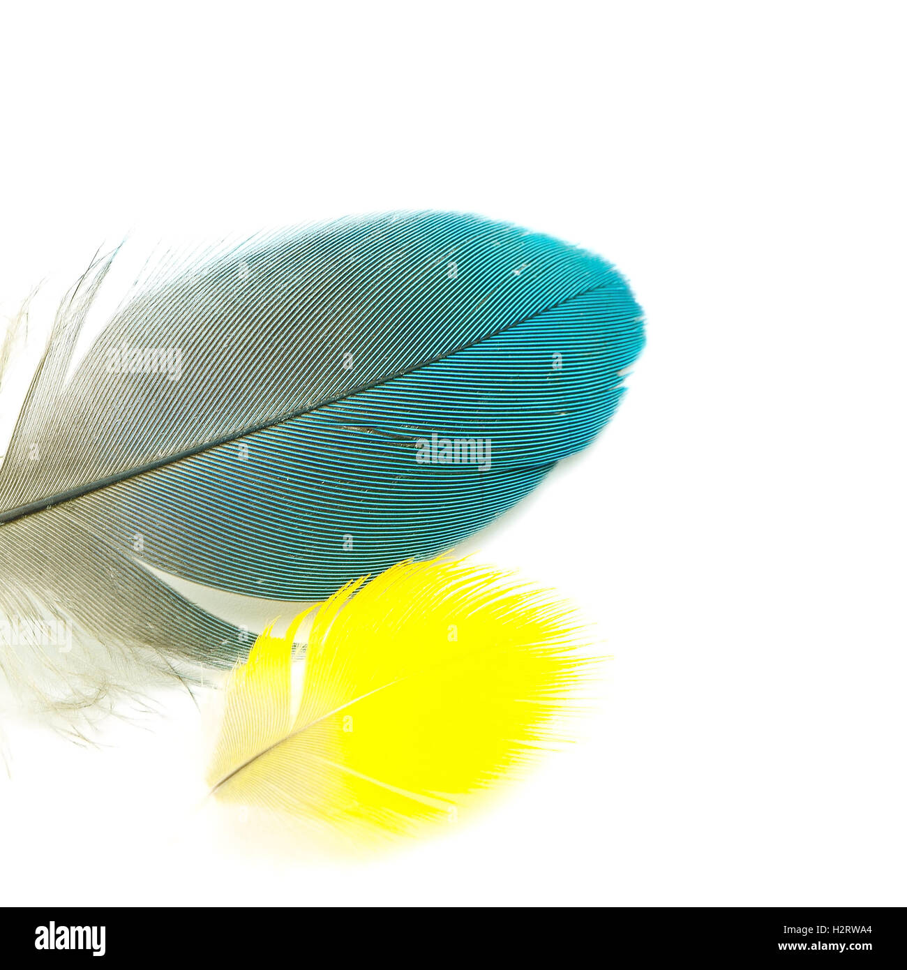 bird feather isolated Stock Photo - Alamy