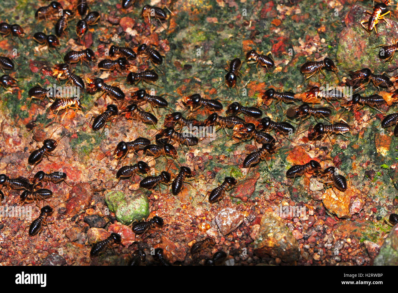 Eastern subterranean termite hi-res stock photography and images - Alamy