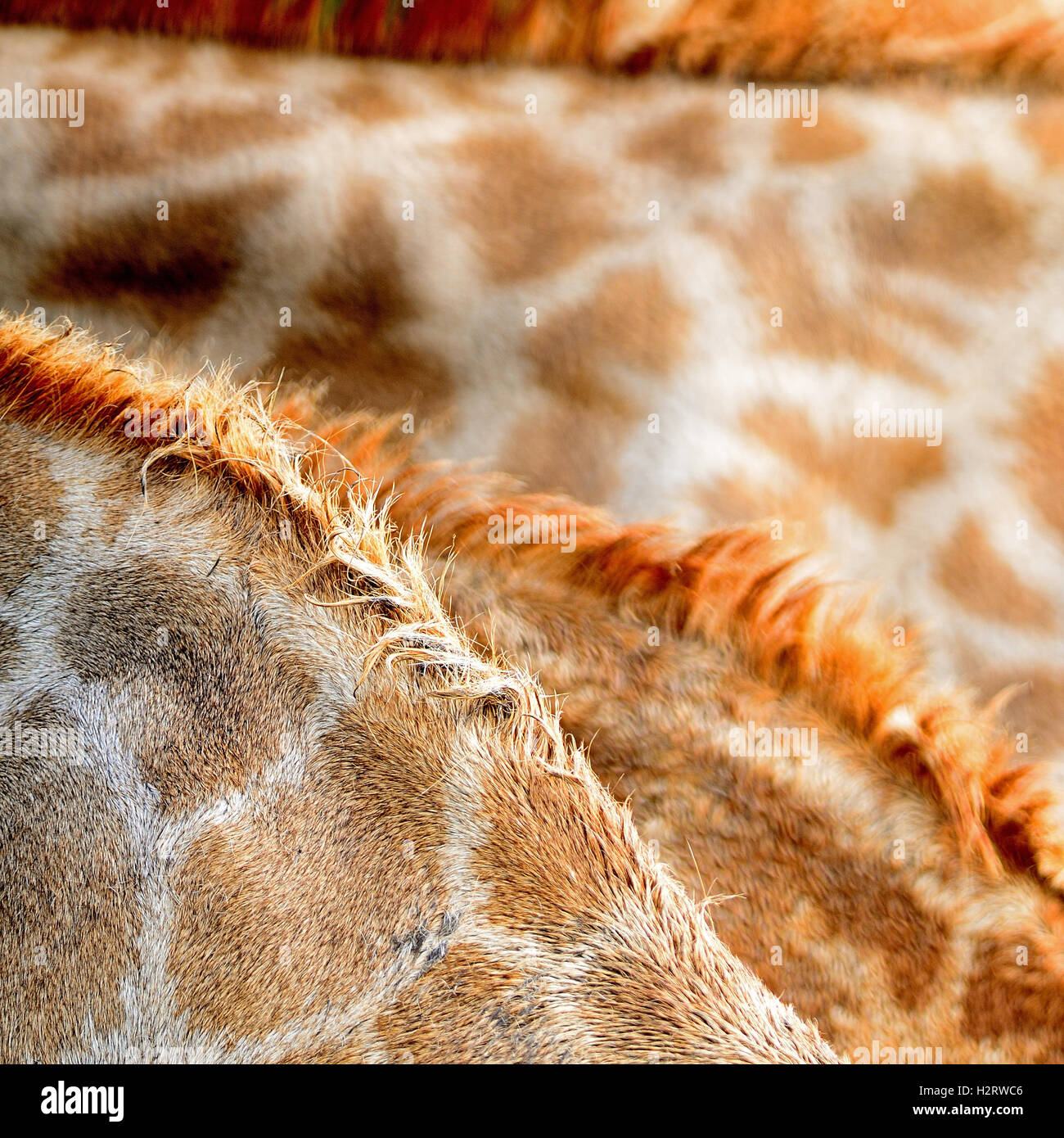 Giraffe neck pattern hi-res stock photography and images - Alamy