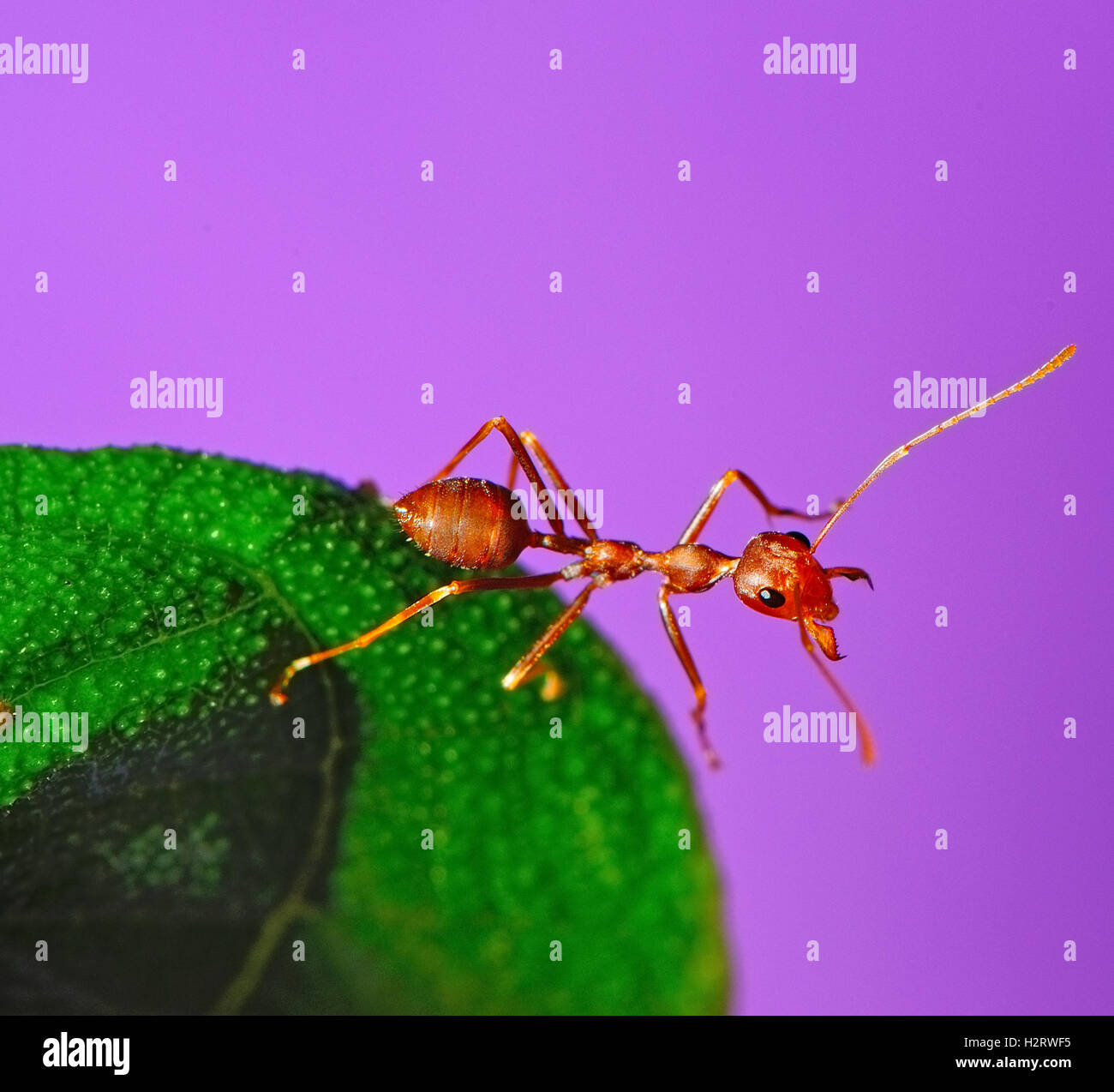 Ant journey hi-res stock photography and images - Alamy