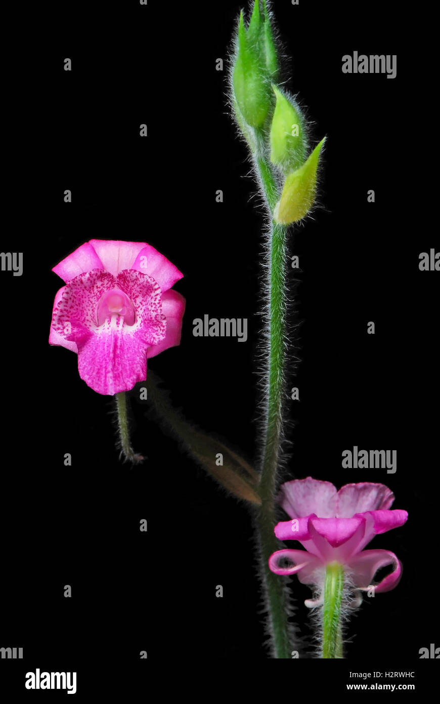 Calanthe orchid flower exotic hi-res stock photography and images - Alamy