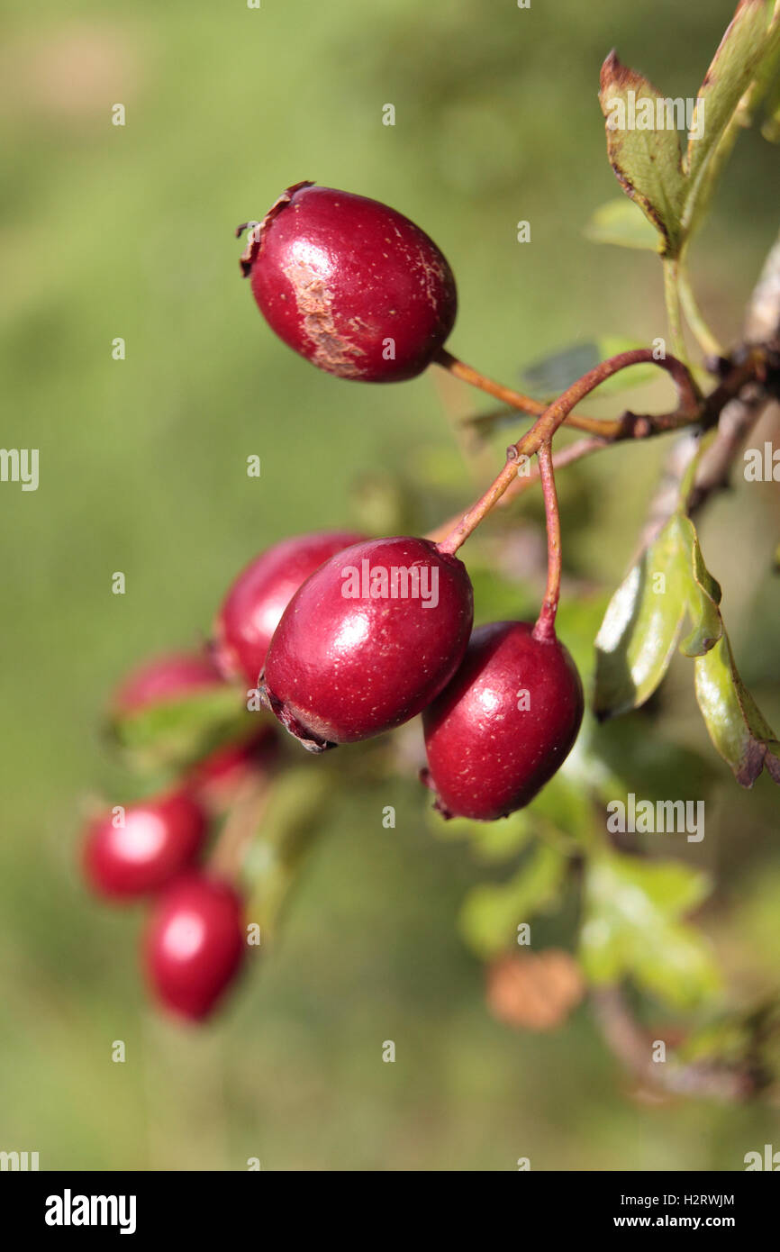 Photographs of berries hi-res stock photography and images - Alamy