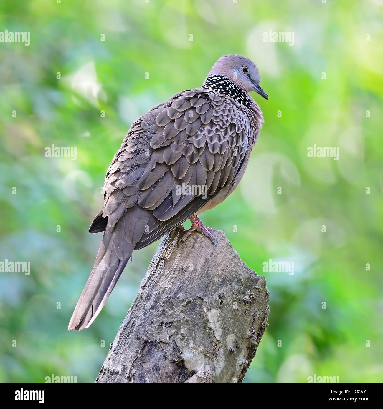 Dove spotted hi-res stock photography and images - Alamy