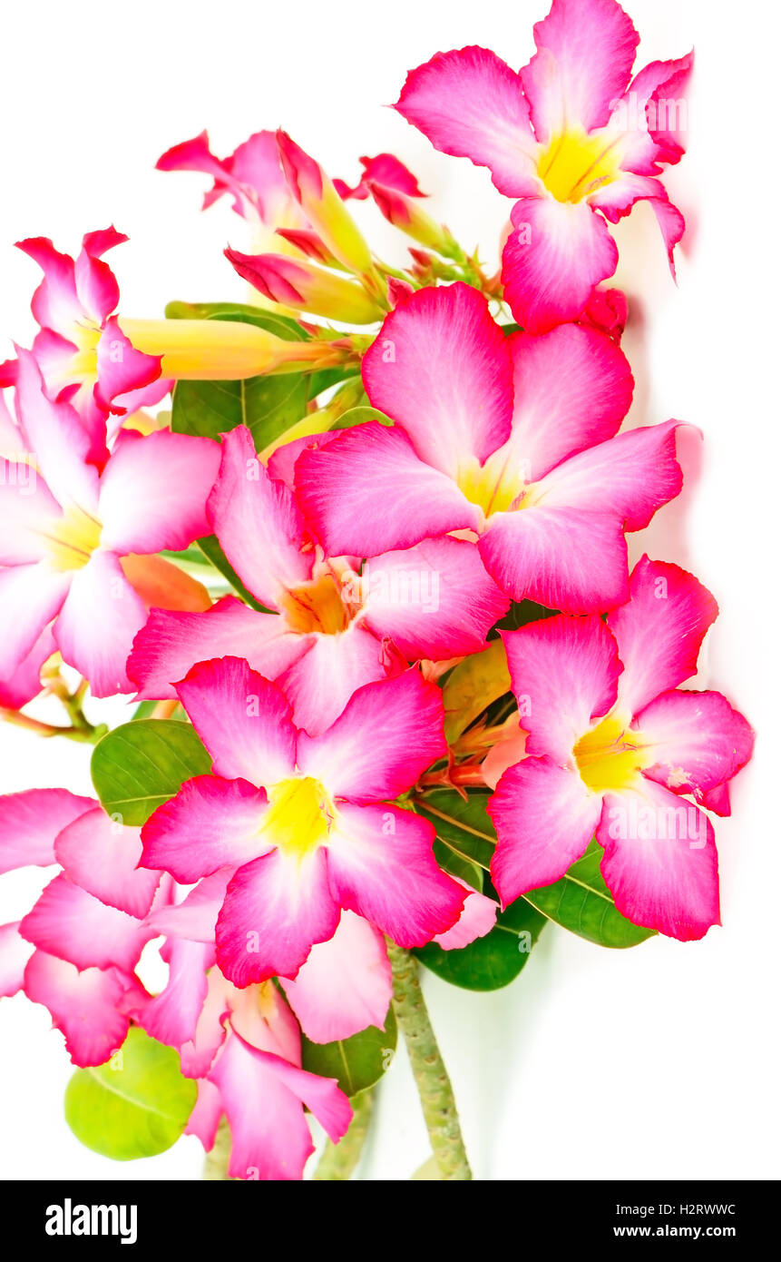 Asian lily Cut Out Stock Images & Pictures - Alamy