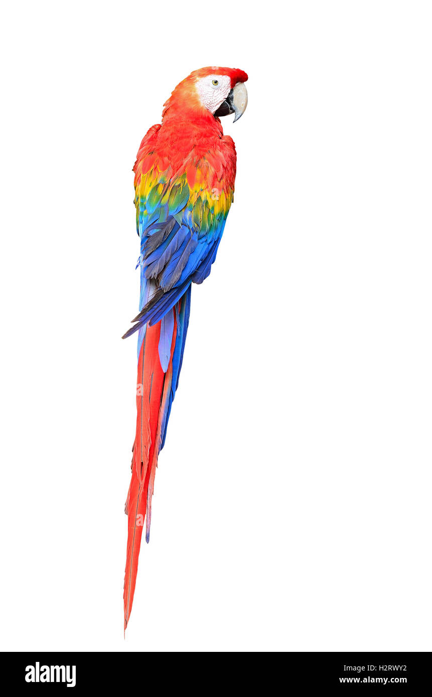 Scarlet macaw parrot blue Cut Out Stock Images & Pictures - Alamy