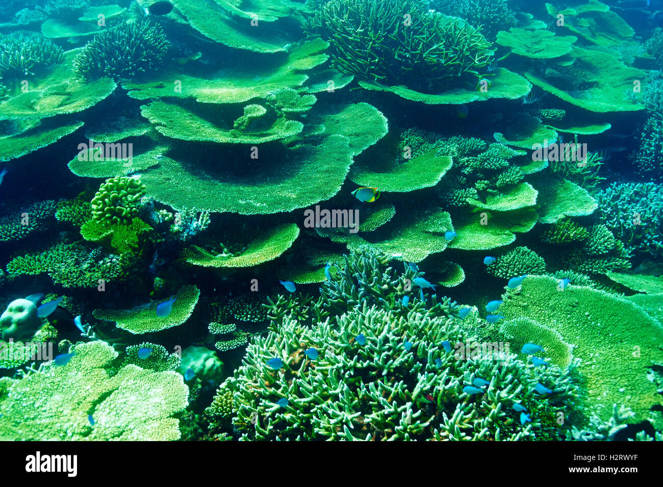 Coral reef at Maldives Stock Photo - Alamy