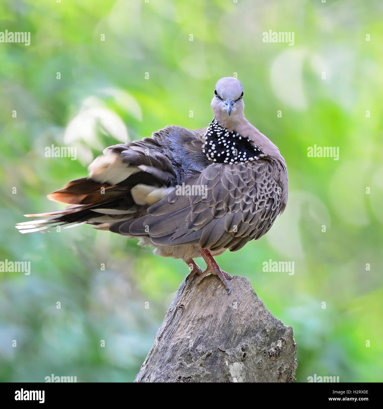 Brown spotted bird hi-res stock photography and images - Alamy