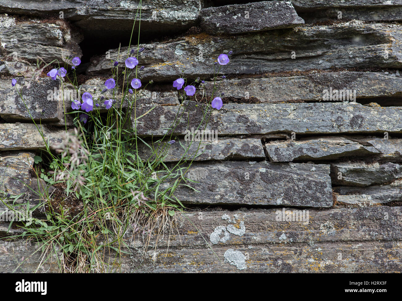 Closeup on harebells on a slate, stone wall. Summer Stock Photo - Alamy
