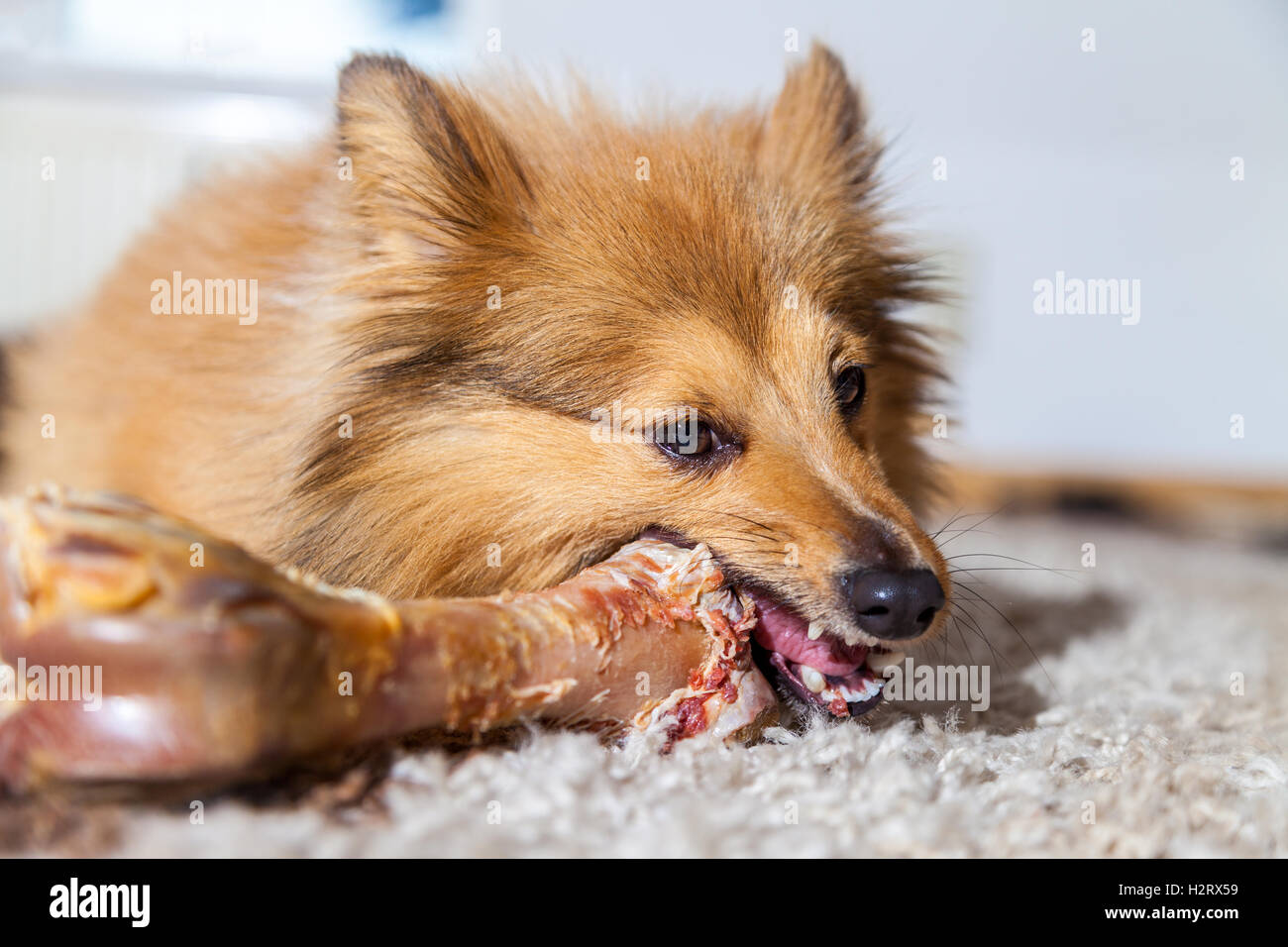Shetland Sheepdog chews a pig bone Stock Photo - Alamy