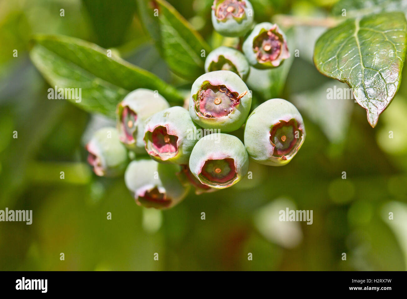 Unripe blueberry fruit Stock Photo - Alamy