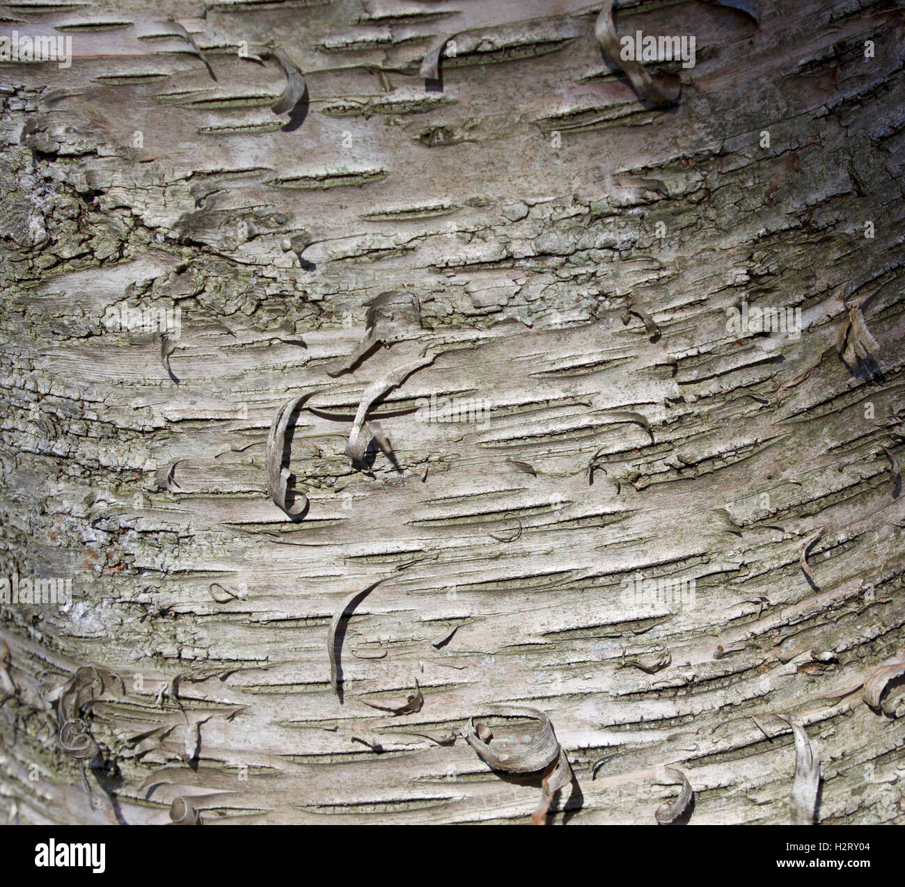 Black and white tree bark pattern hi-res stock photography and images ...