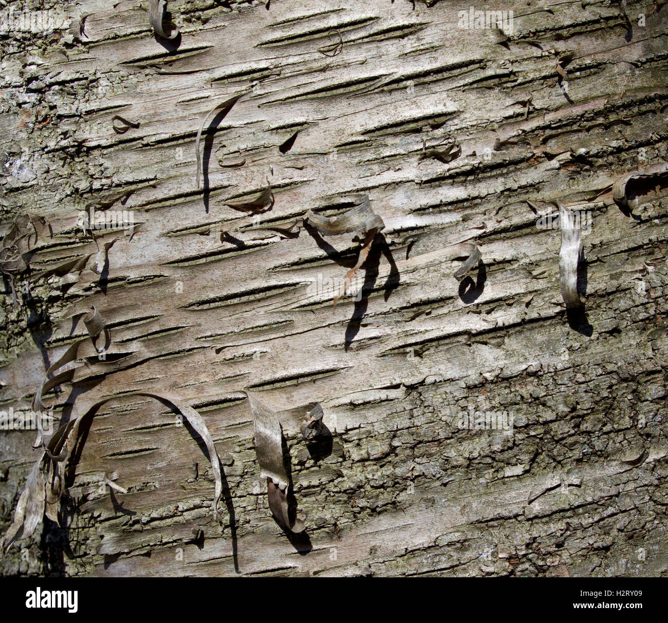 Black white photo bark hi-res stock photography and images - Alamy