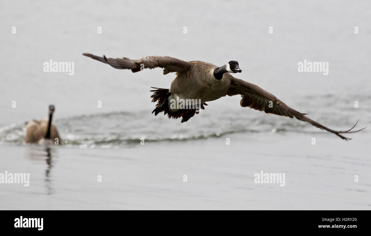 Beautiful isolated image with a Canada goose flying away from his rival ...