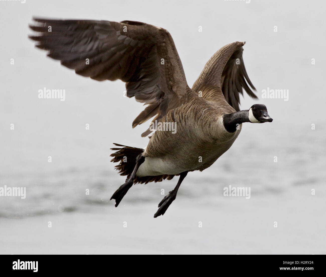 Beautiful isolated image with a flying Canada goose Stock Photo - Alamy