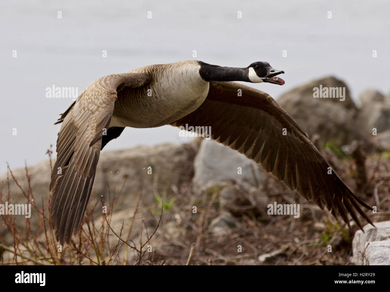 Beautiful isolated photo of a flying Canada goose Stock Photo - Alamy