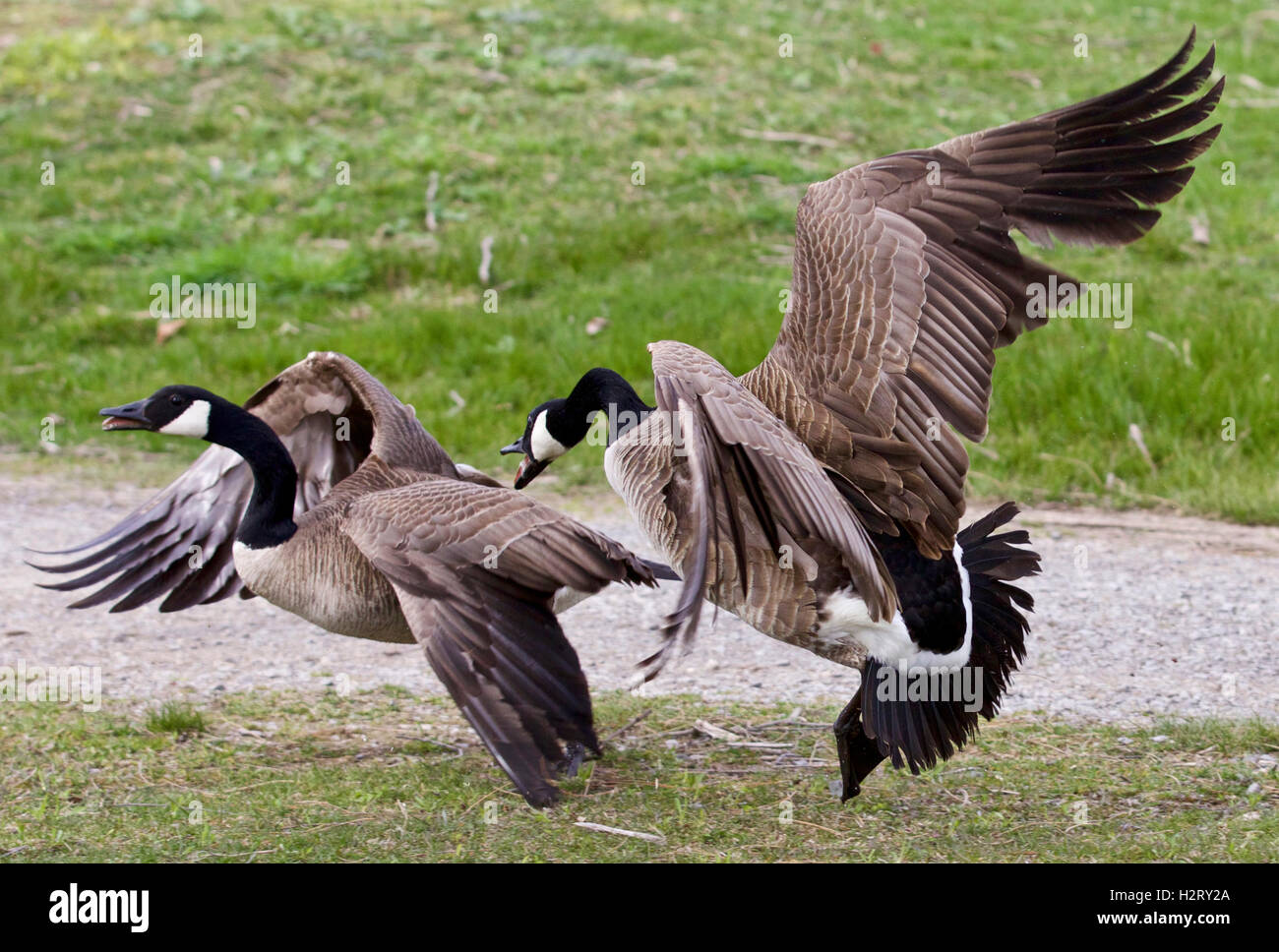 Photo of a fight between two Canada geese Stock Photo - Alamy
