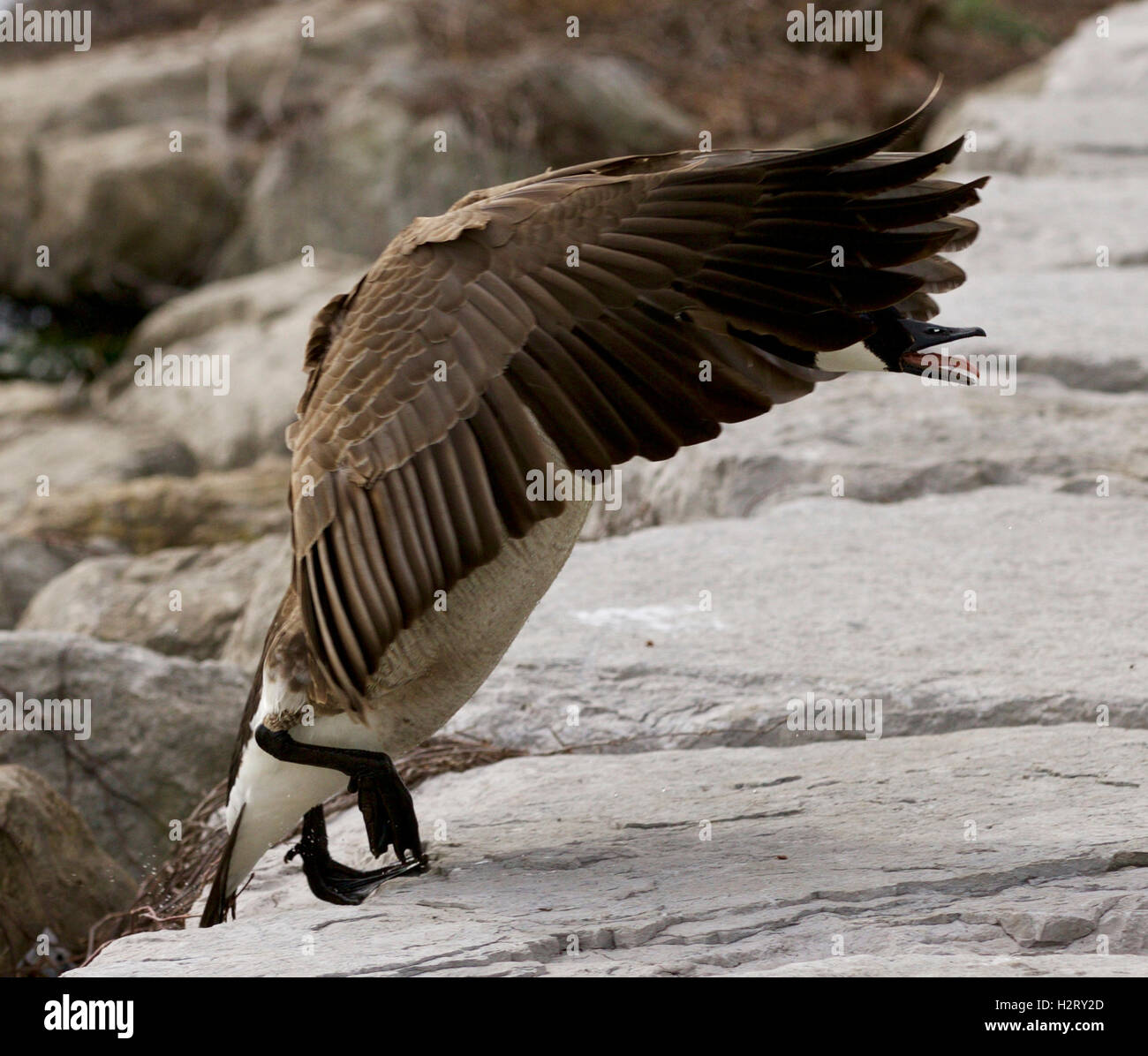 Beautiful movement of a Canada goose Stock Photo - Alamy