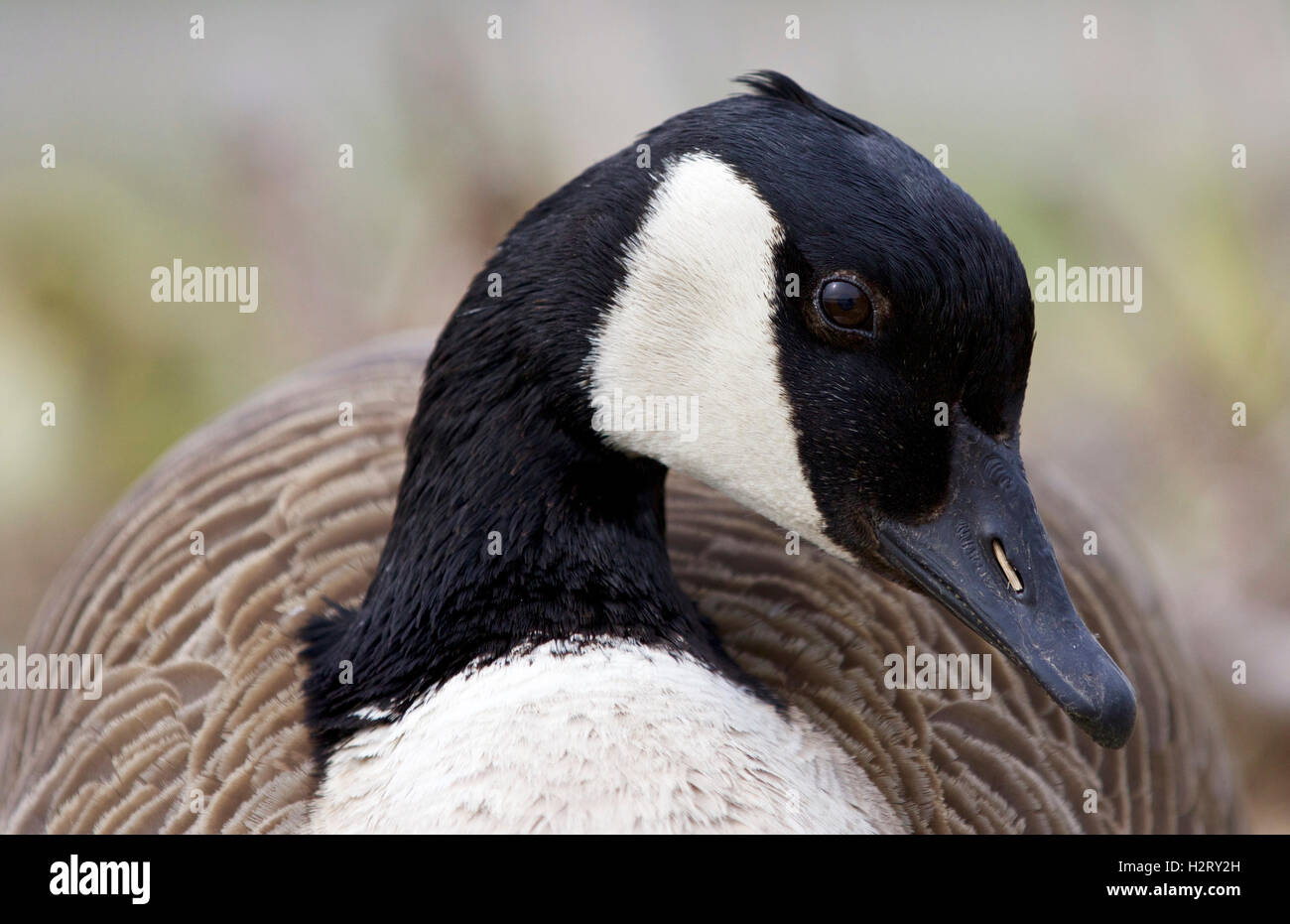 Beautiful portrait of a cute Canada goose Stock Photo - Alamy