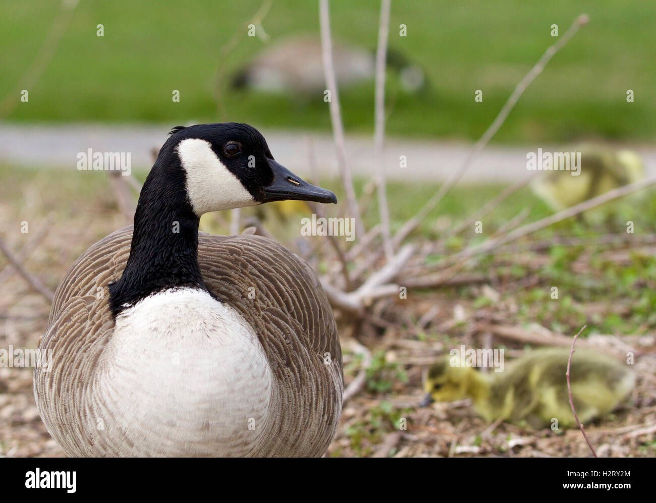 Beautiful image with a funny cute Canada geese Stock Photo - Alamy