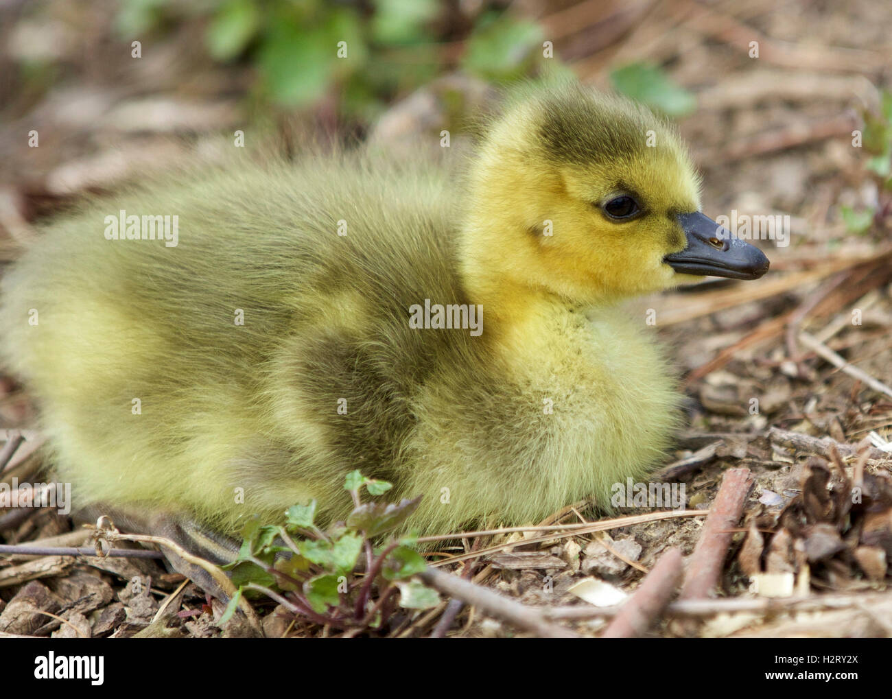 Beautiful picture with a cute chick laying on the grass Stock Photo - Alamy