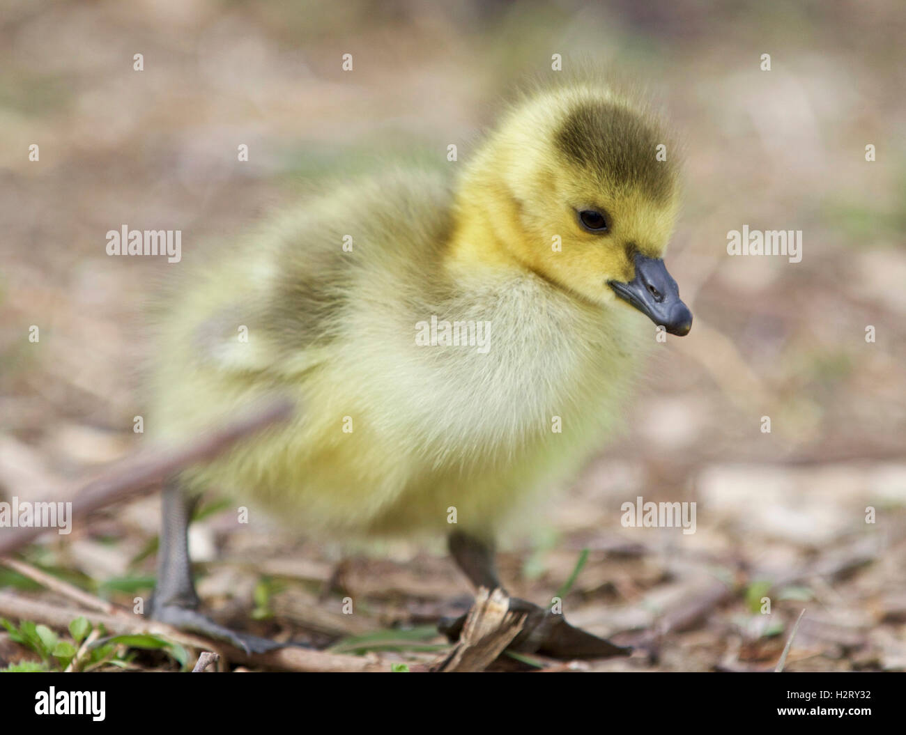 Beautiful background with a cute chick of Canada geese Stock Photo - Alamy