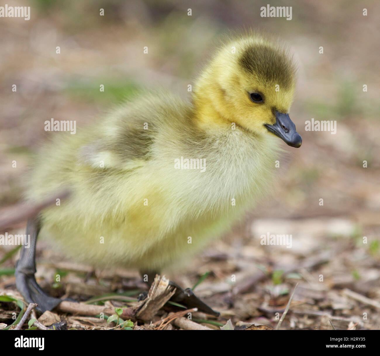 Beautiful isolated photo of a cute chick of Canada geese walking ...