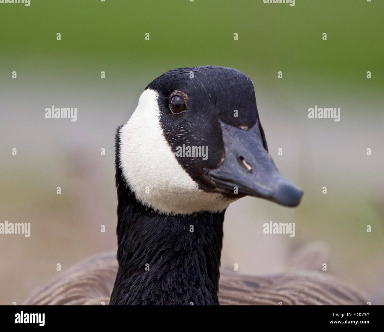 Beautiful portrait of a strong Canada goose Stock Photo - Alamy