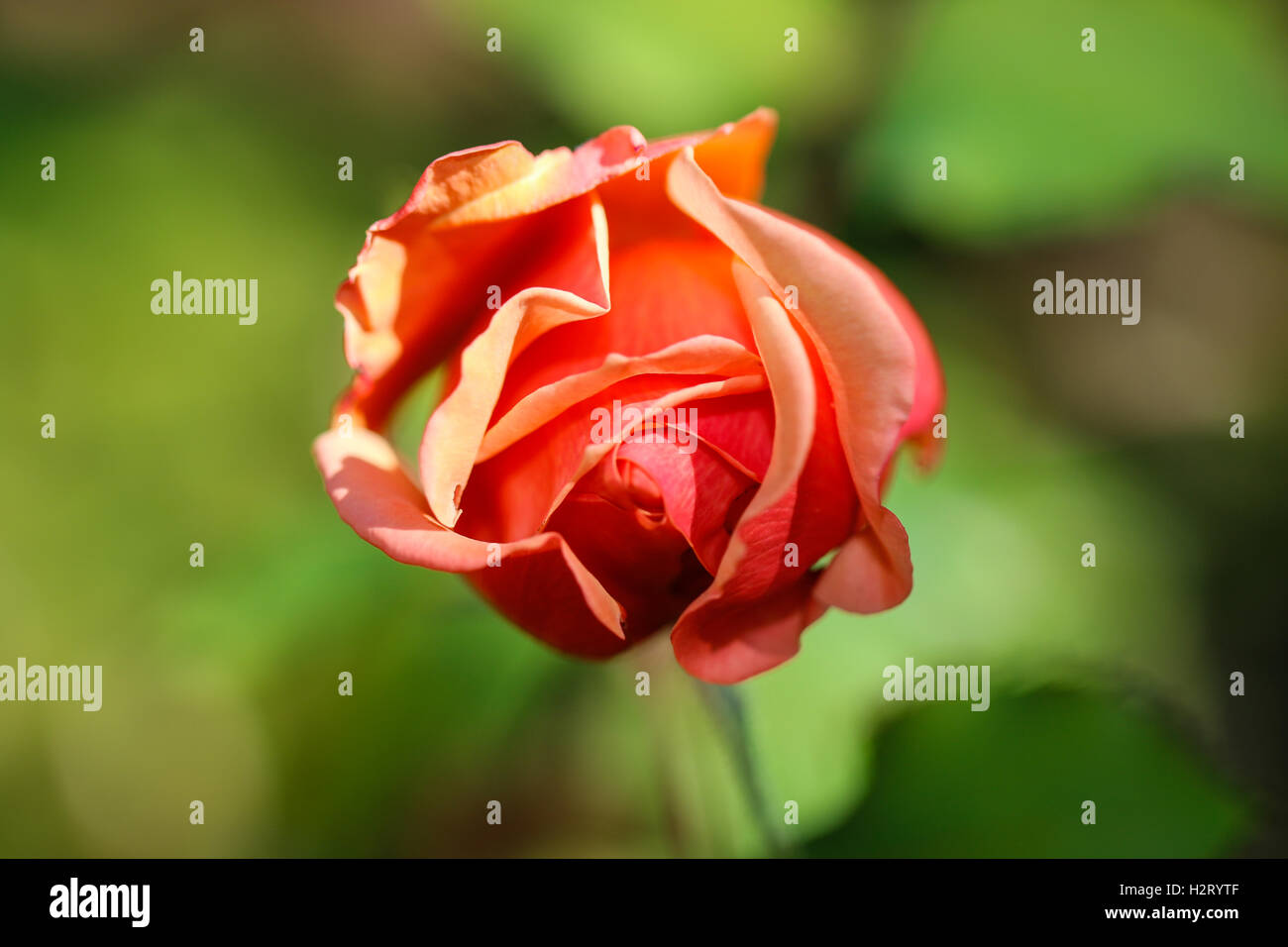 Red Rose Bud Opening High Resolution Stock Photography and Images - Alamy