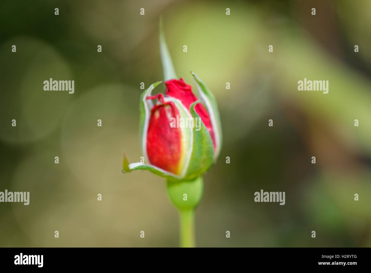 Red Rose Bud Opening High Resolution Stock Photography and Images - Alamy