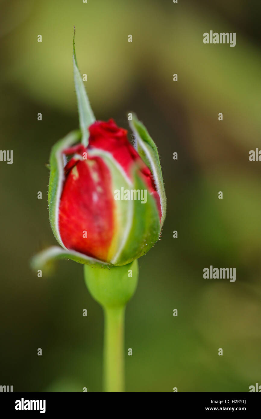 Growing red rose Stock Photo - Alamy