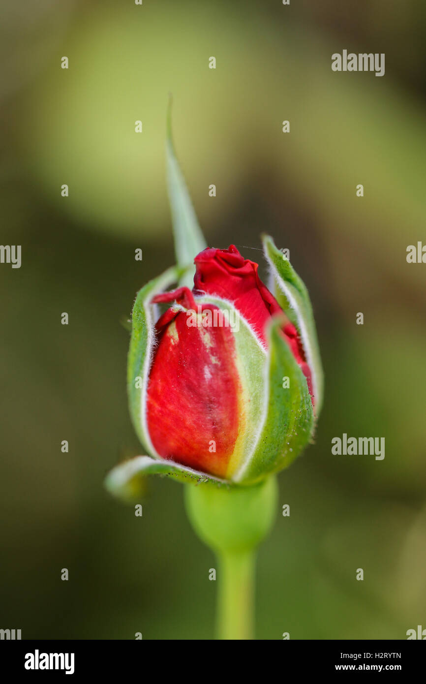 Growing red rose Stock Photo - Alamy