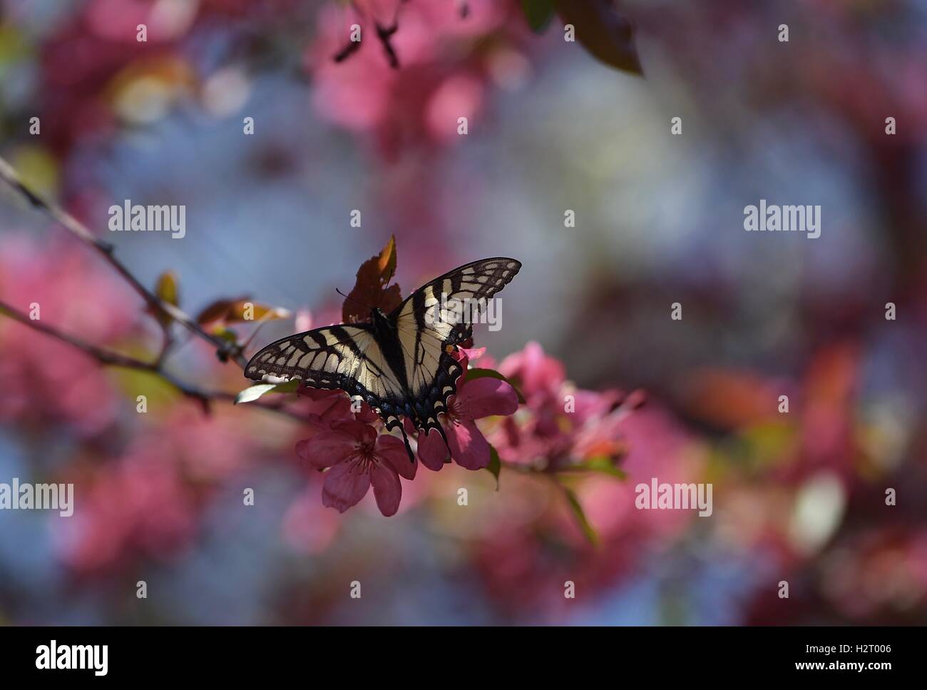 Swallowtail Butterfly on Spring's blooming Crab Apple blossoms Stock ...