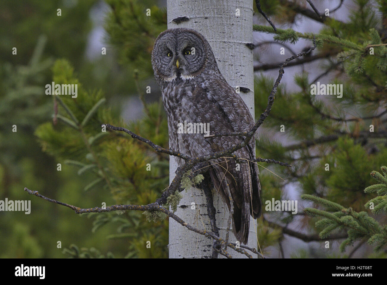 Great Gray Owl waits intently in a tree listening and watching for ...