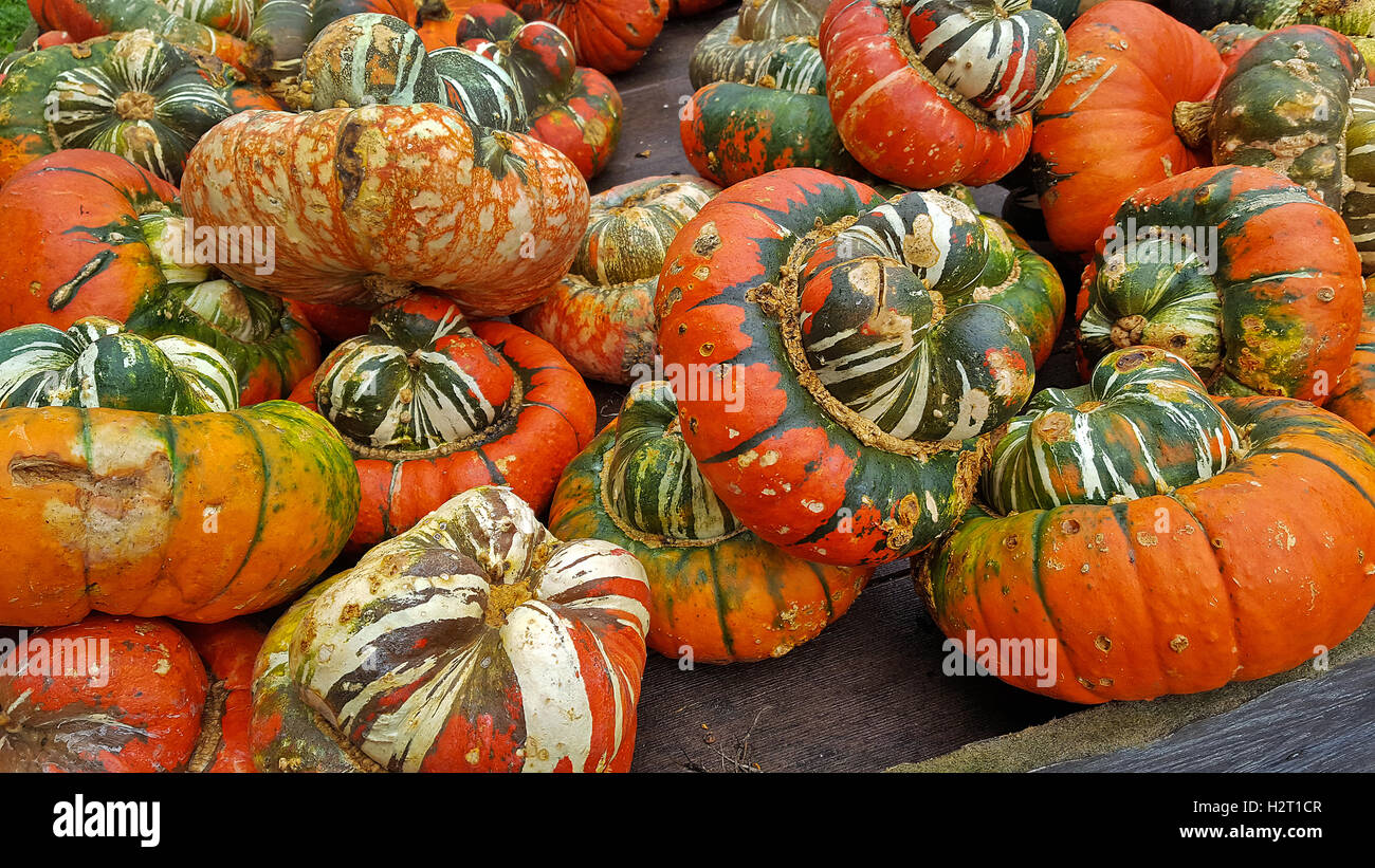 Turk turban squash hi-res stock photography and images - Alamy