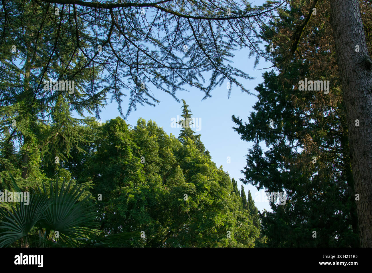 tree in the clouds bright Sunny green Stock Photo - Alamy