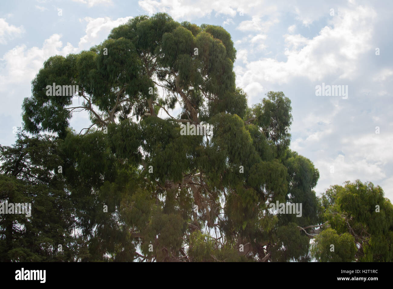 tree in the clouds bright Sunny green Stock Photo - Alamy