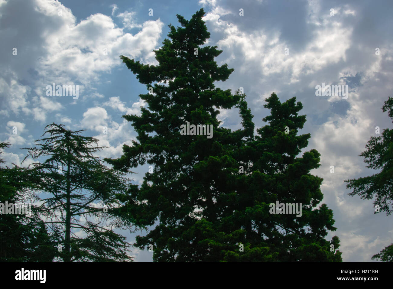 tree in the clouds bright Sunny green Stock Photo - Alamy