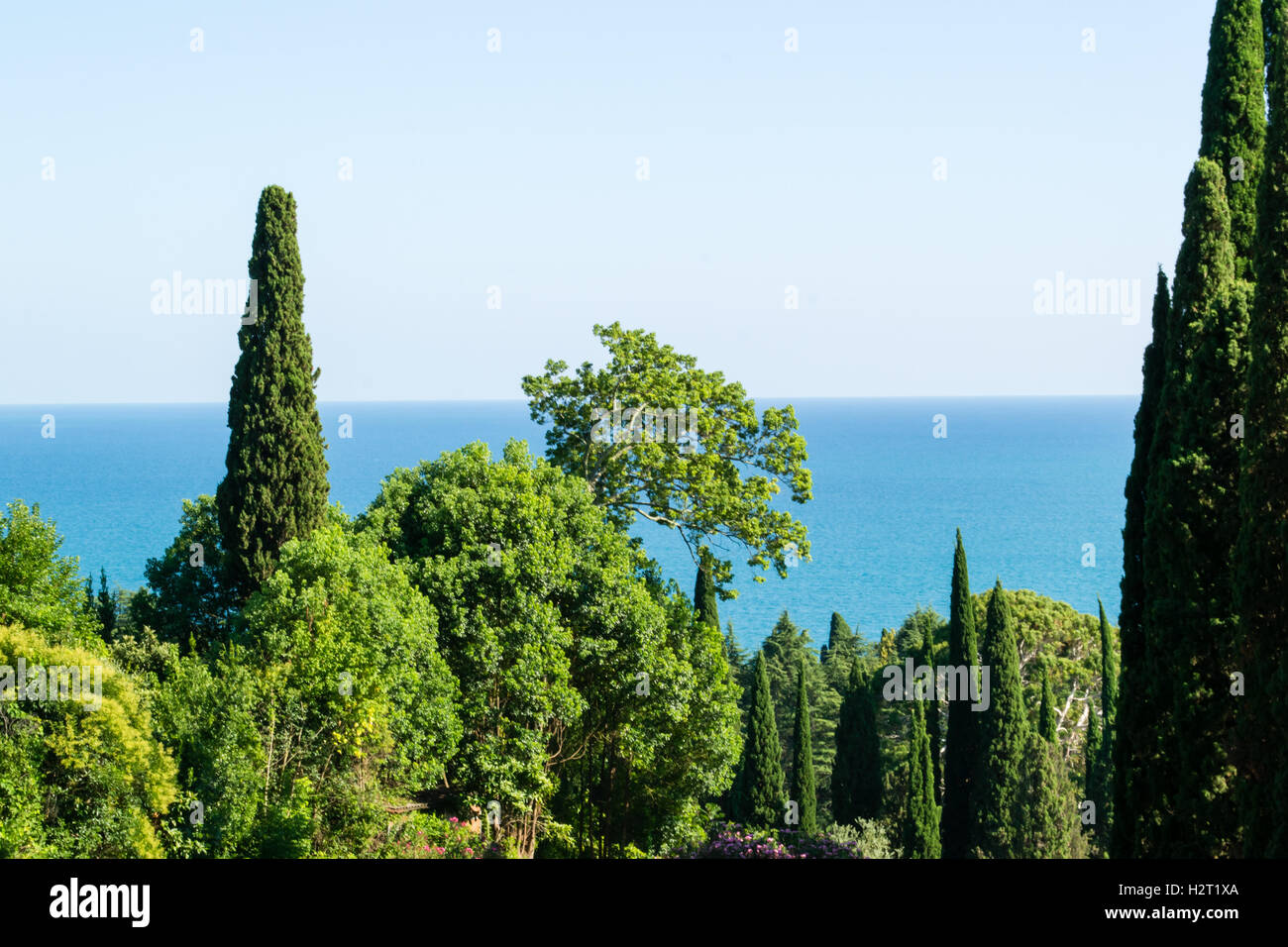 plant nature sea scene color tropical in beauty sky palm tree climate ...