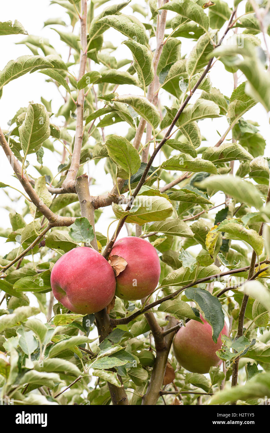Fruitful apple tree hi-res stock photography and images - Alamy